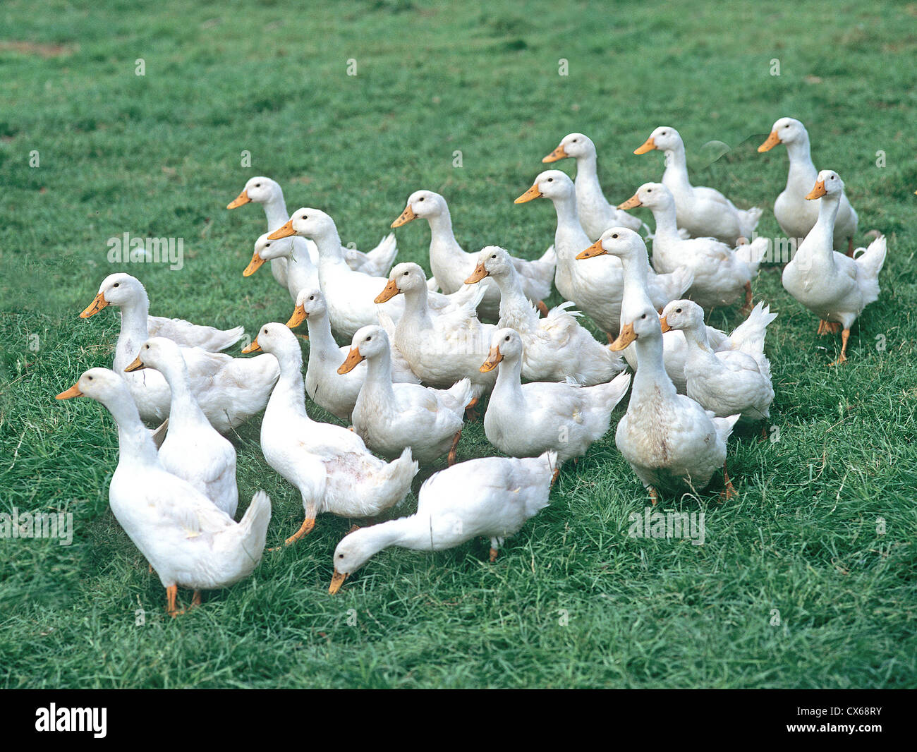 Domestic Duck (Anas platyrhynchos Stock Photo - Alamy