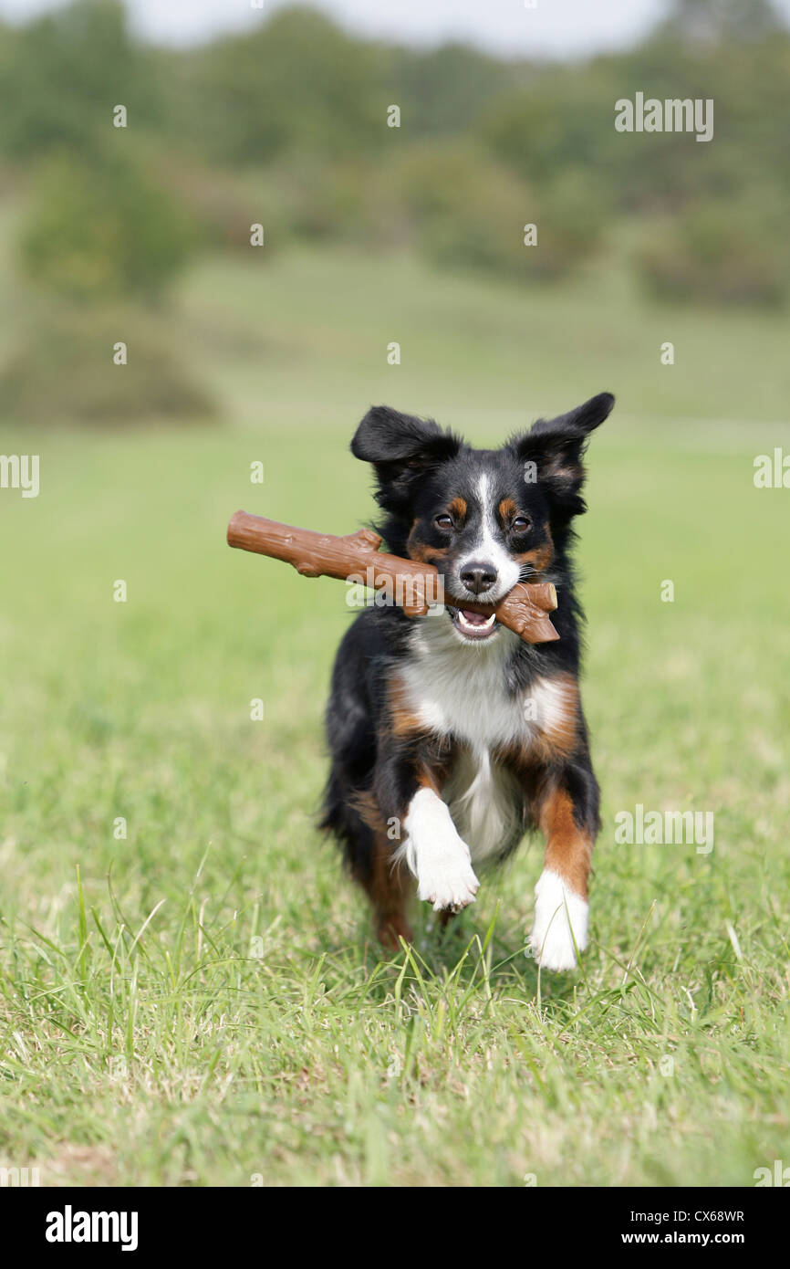 running Miniature Australian Shepherd Stock Photo - Alamy