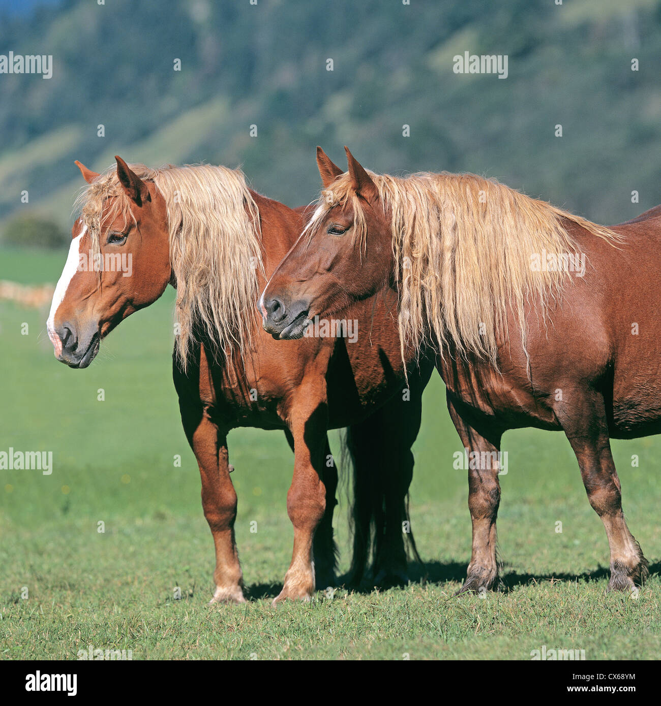 Noriker horse norico pinzgauer hi-res stock photography and images - Alamy