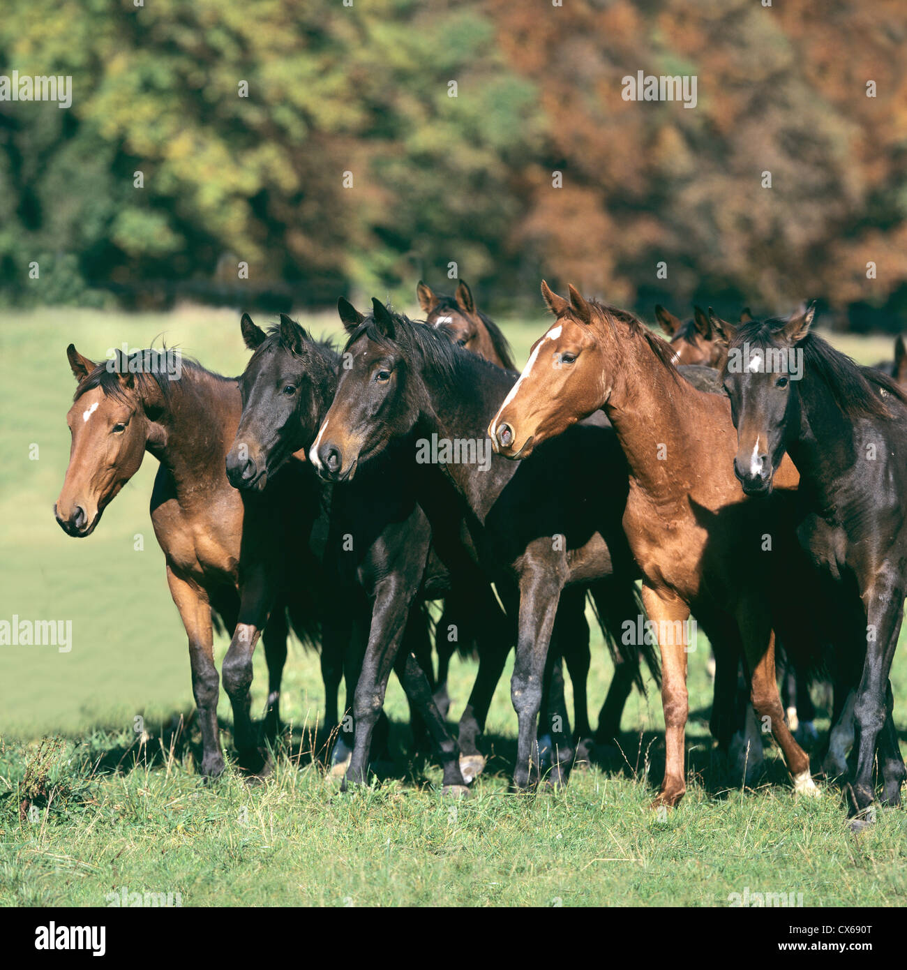 Herd of curious Holsteiner Horses. Southern Germany Stock Photo - Alamy