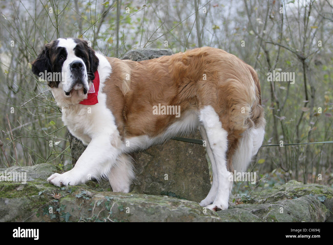 Bernard stone hi-res stock photography and images - Alamy