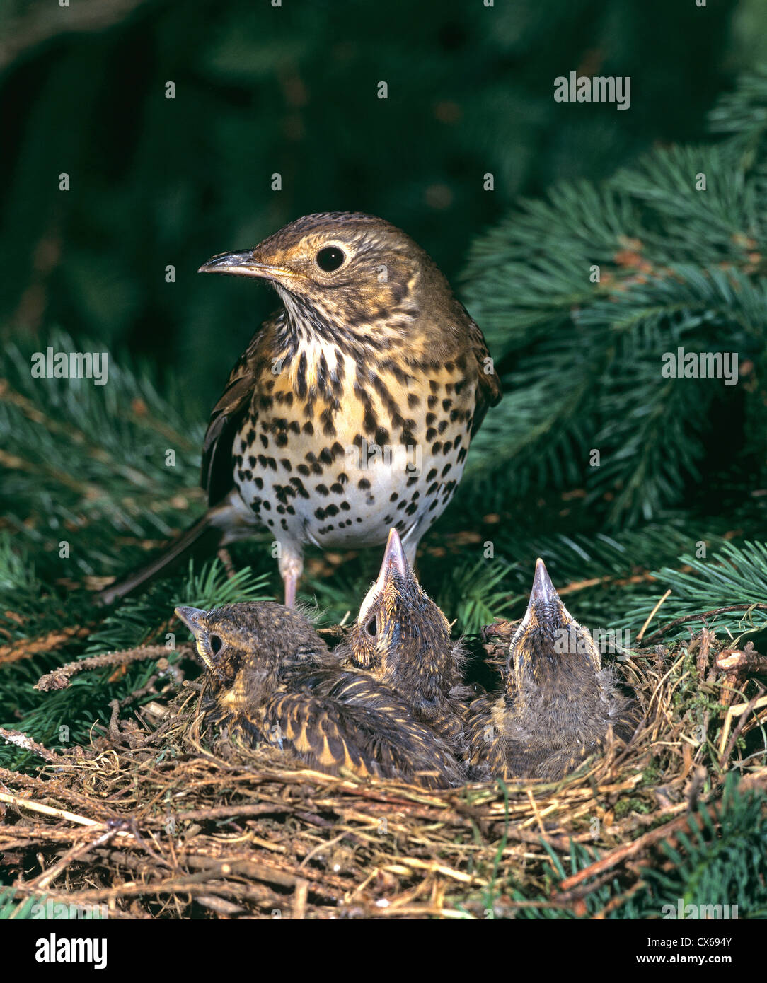 Baby thrushes hi-res stock photography and images - Alamy