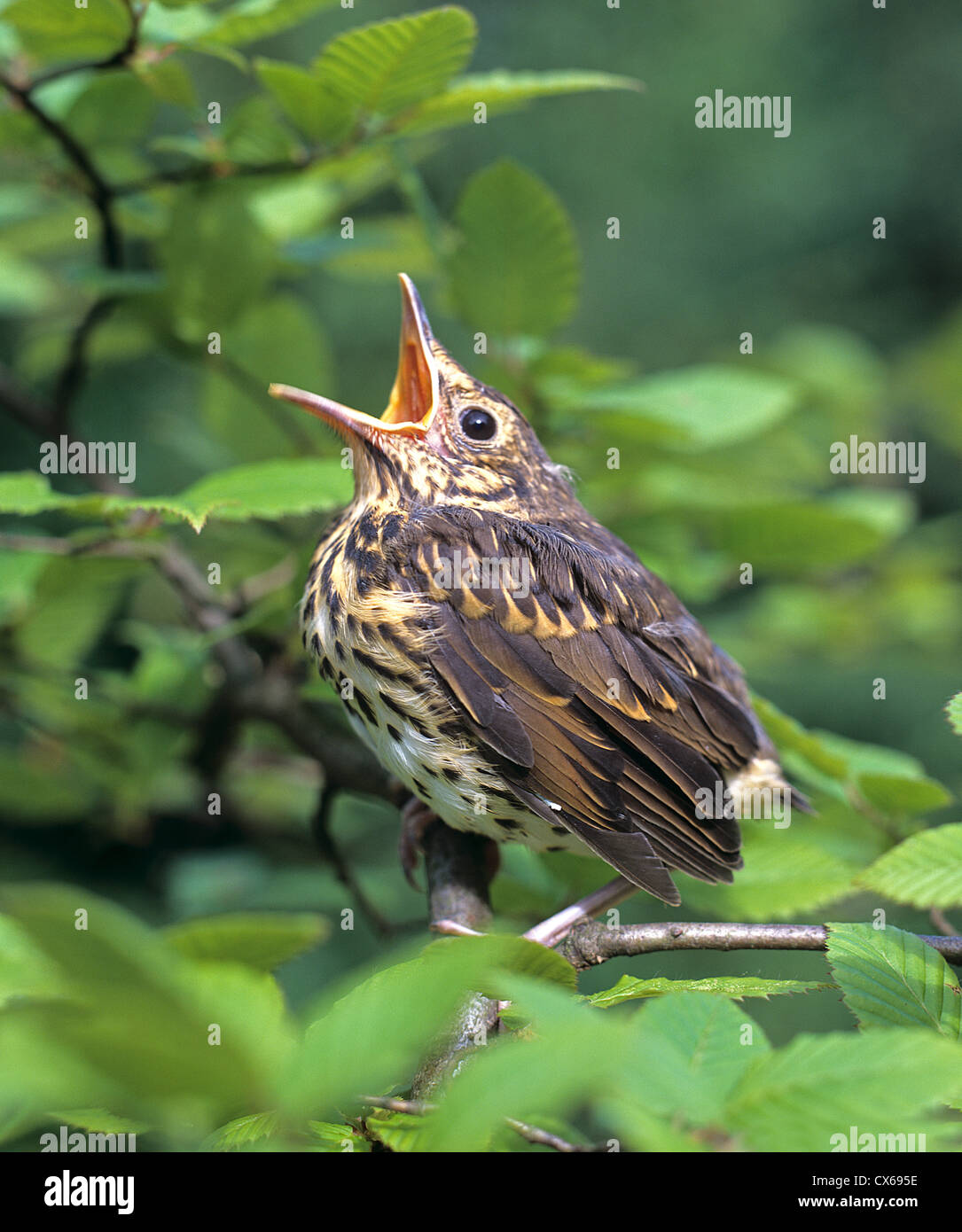 Baby thrushes hi-res stock photography and images - Alamy