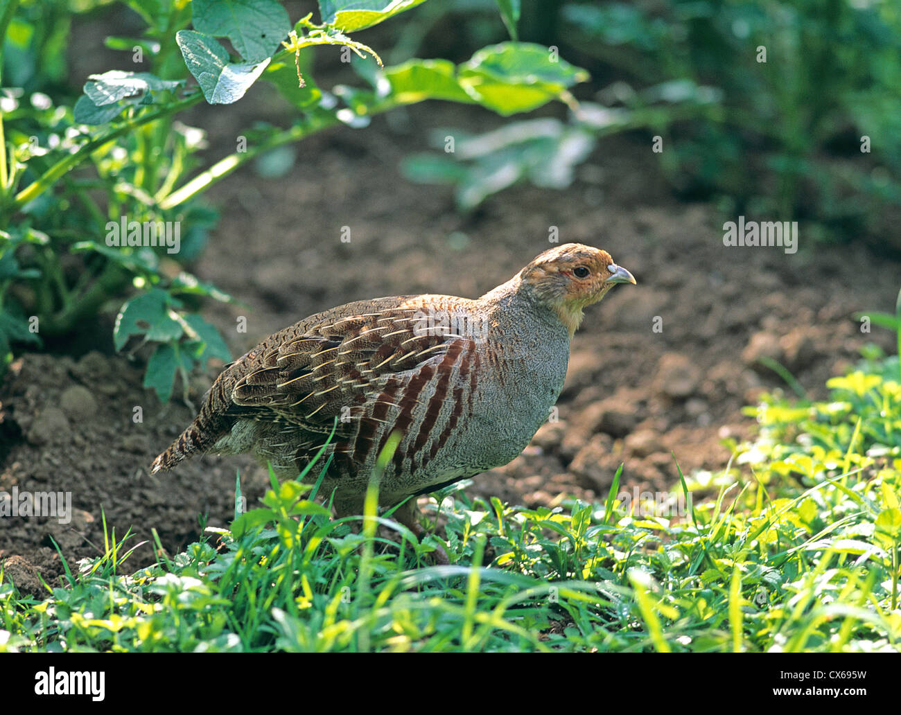 Grey Partridge, Gray Partridge (Perdix perdix) leaving a potato field ...