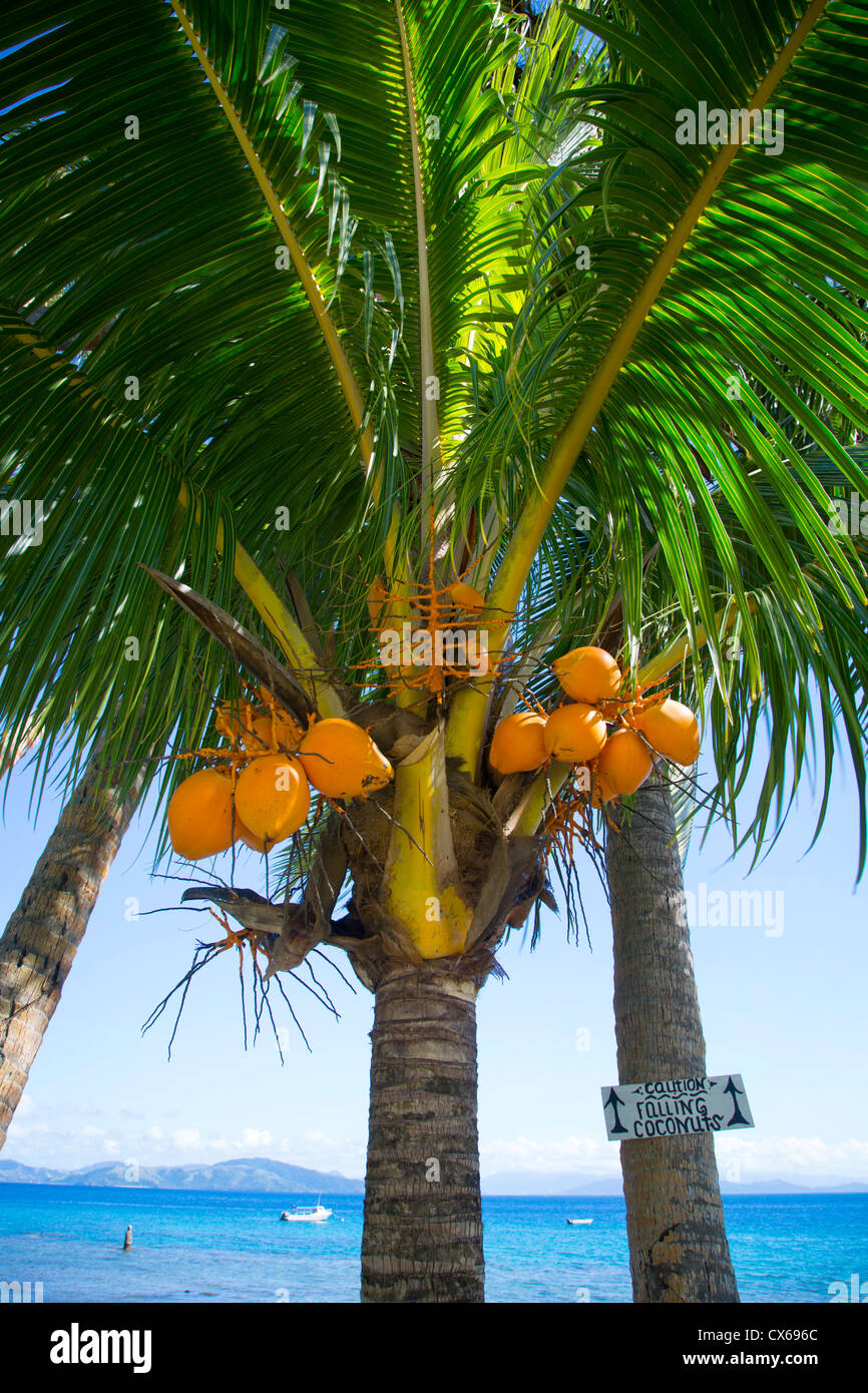Falling coconut sign, Taveuni, Fiji Stock Photo - Alamy