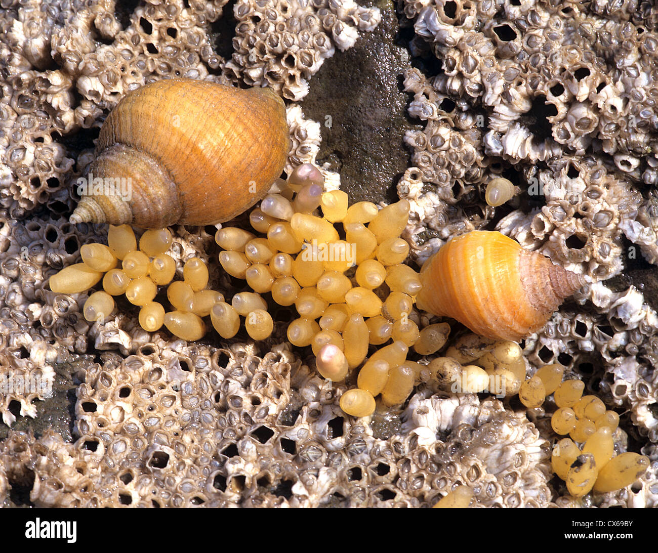 Dog Whelks (Nucella lapillus) laying eggs on barnacles Stock Photo - Alamy