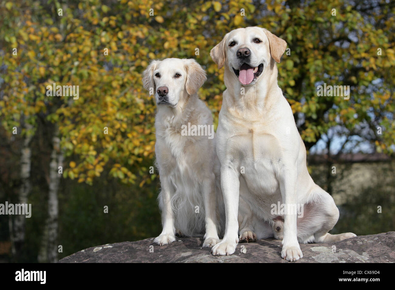 Labrador & Golden Retriever Stock Photo - Alamy