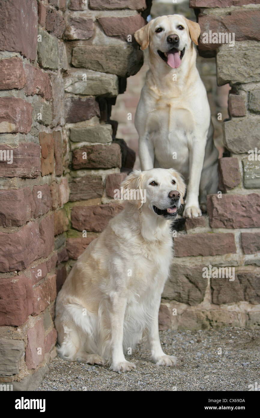 Labrador & Golden Retriever Stock Photo - Alamy