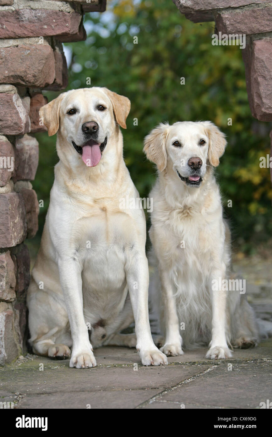 Labrador & Golden Retriever Stock Photo - Alamy