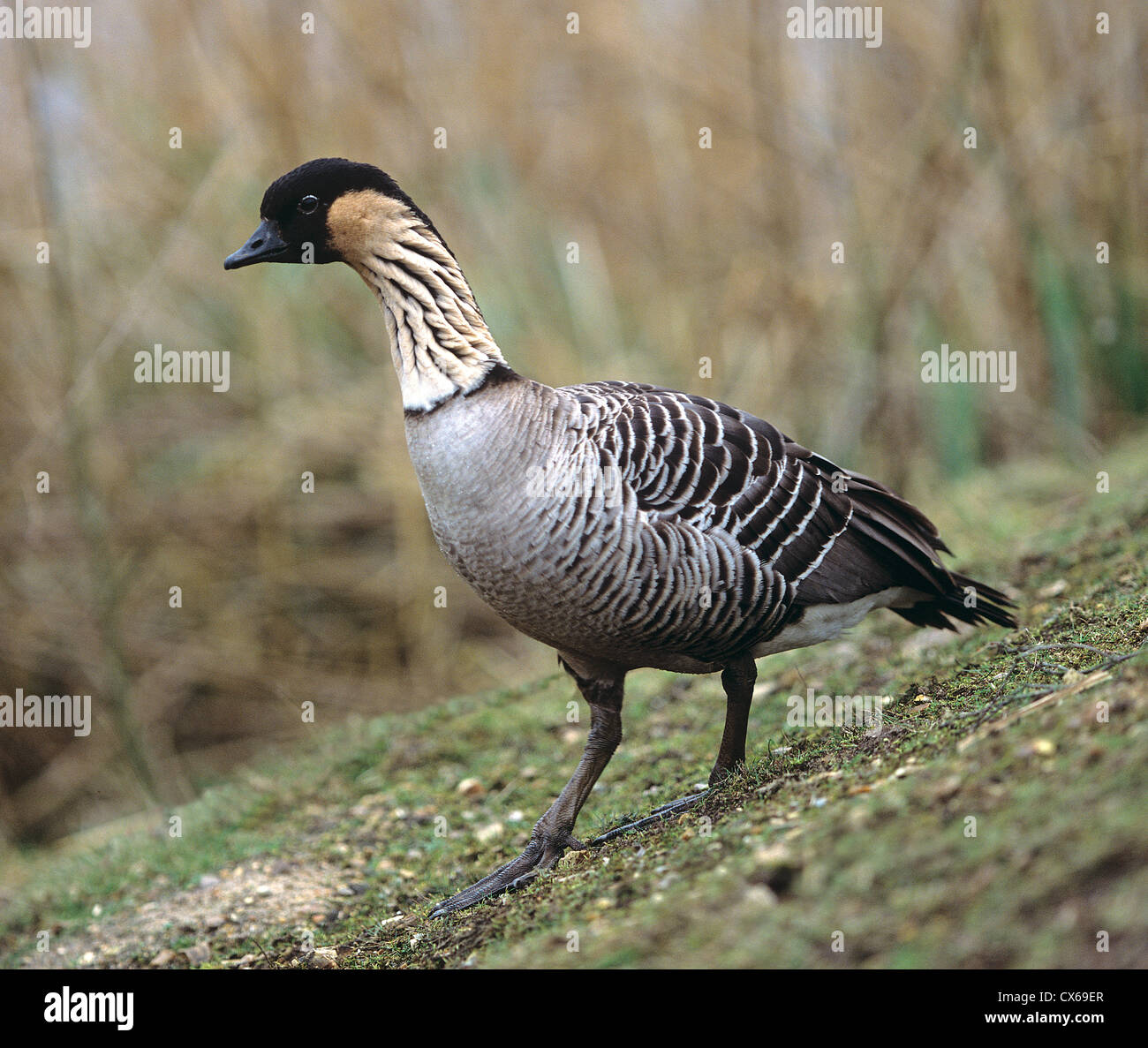 Nene Goose, Hawaiian Goose (Branta sandvicensis), adult walking down a ...