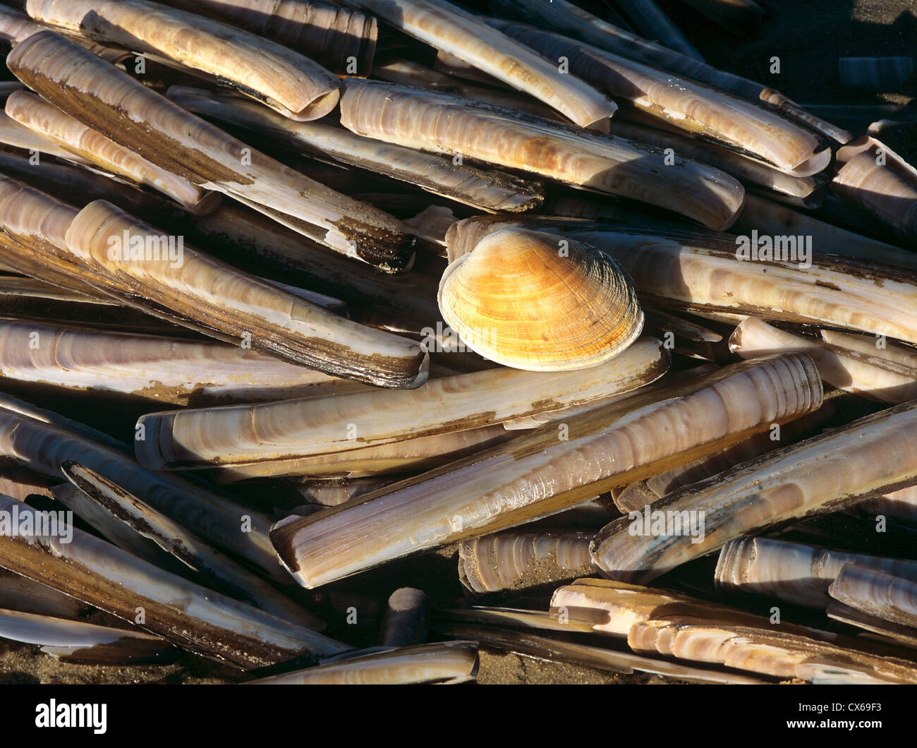 Atlantic surf clam hi-res stock photography and images - Alamy