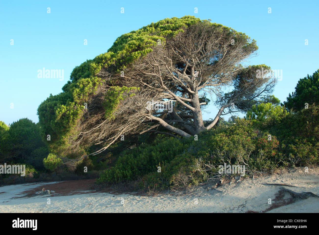 ALGARVE, PORTUGAL. A windswept Stone Pine tree, showing the side ...