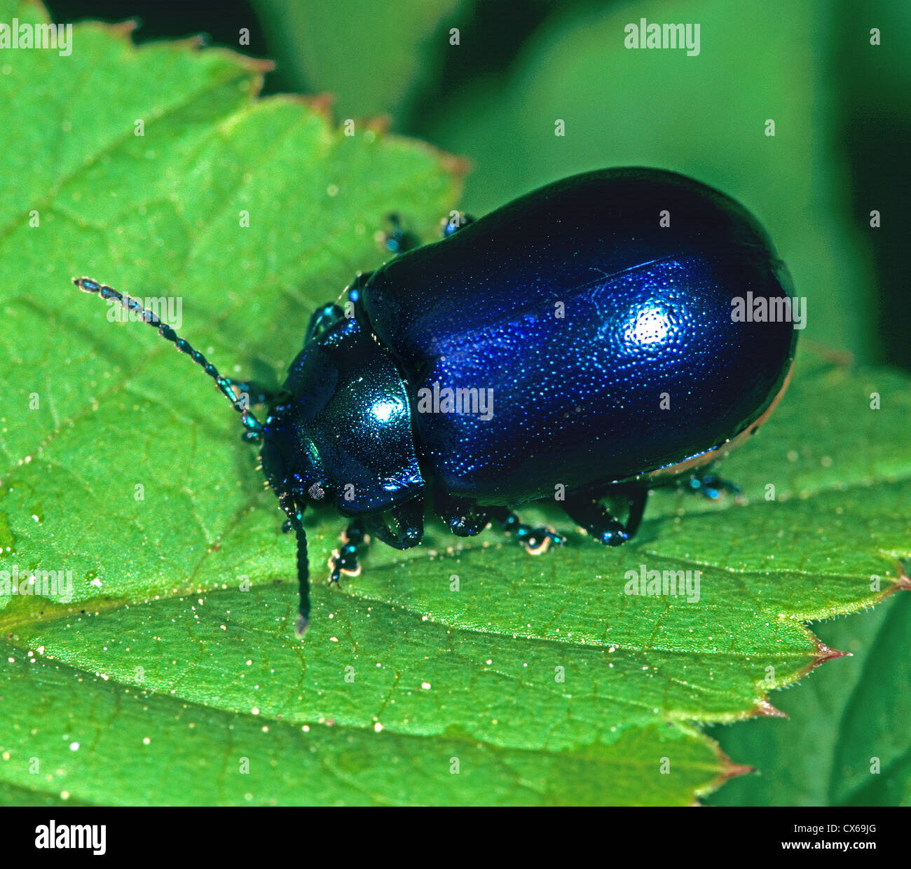 Mint Beetle (Chrysolina coerulans) on a leaf Stock Photo - Alamy