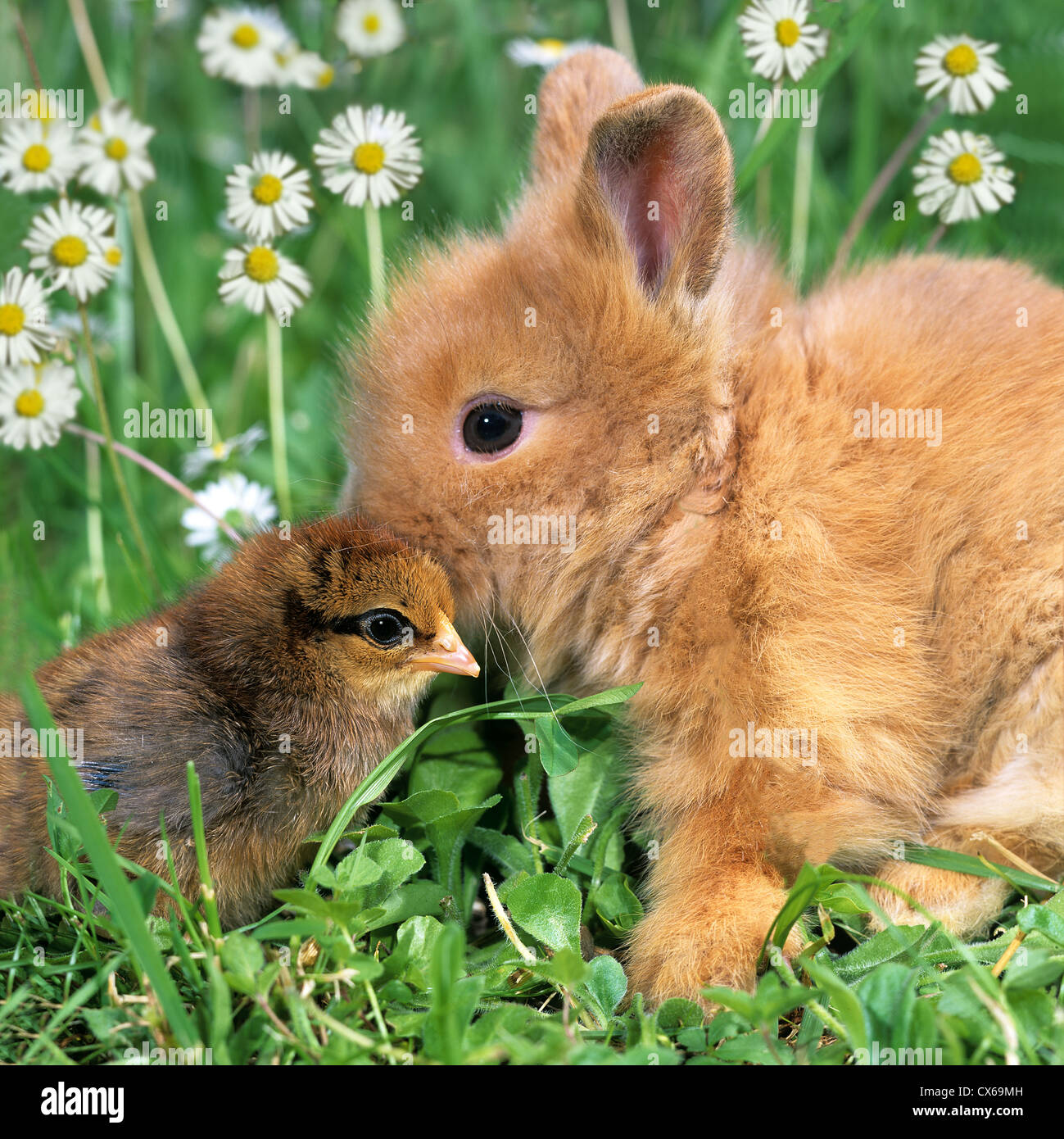 Chick and bunny in a meadow hi-res stock photography and images - Alamy