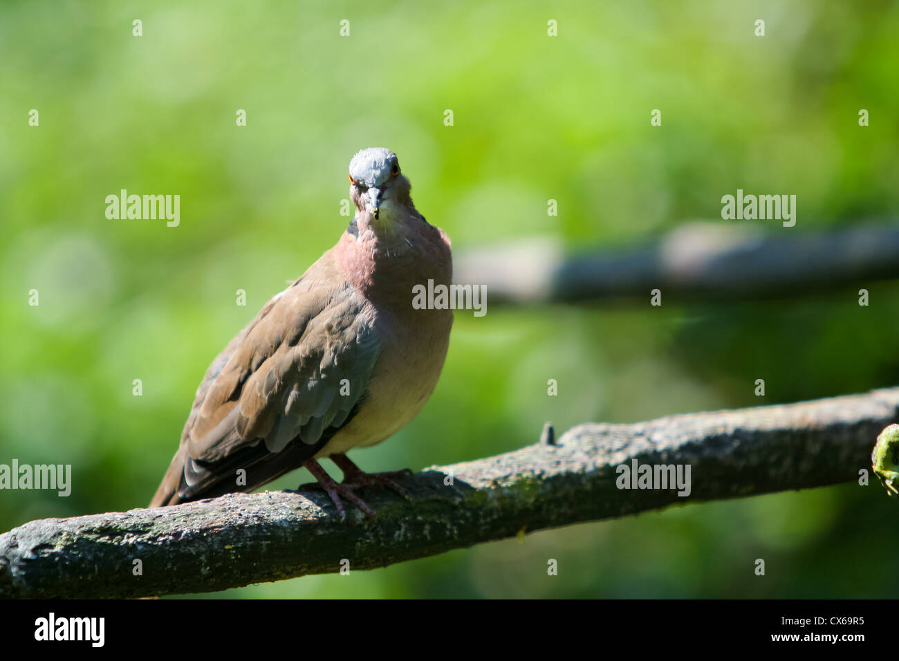 Bird of indonesia hi-res stock photography and images - Alamy
