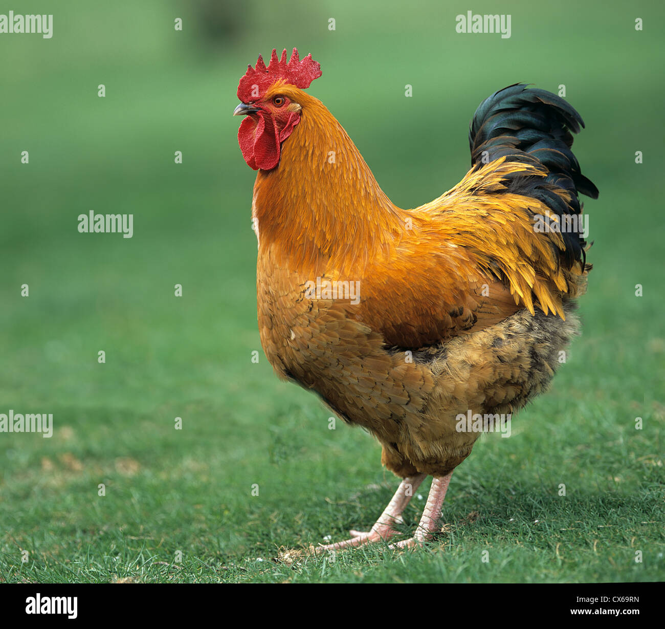 Domestic Chicken, New Hampshire Stock Photo - Alamy