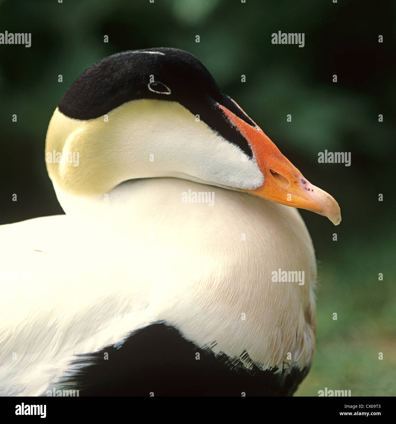 Common eider drake portrait hi-res stock photography and images - Alamy