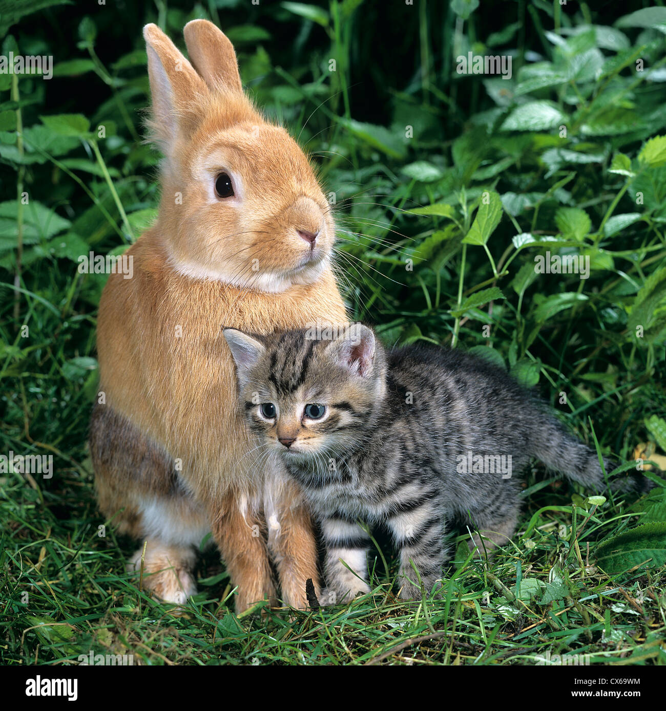Domestic Cat. Tabby kitten cuddling up to a domestic rabbit on a meadow ...
