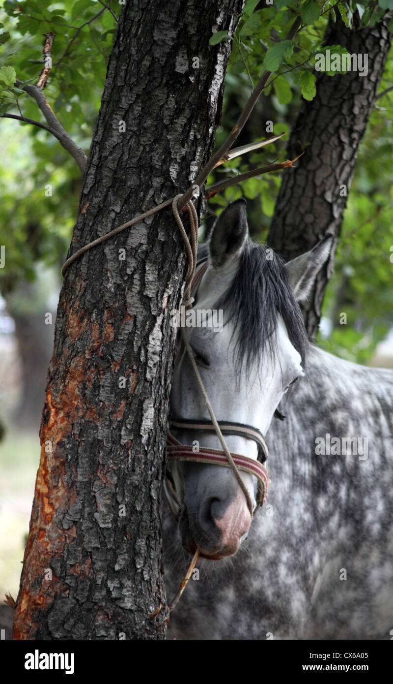 Tied to a tree hi-res stock photography and images - Alamy