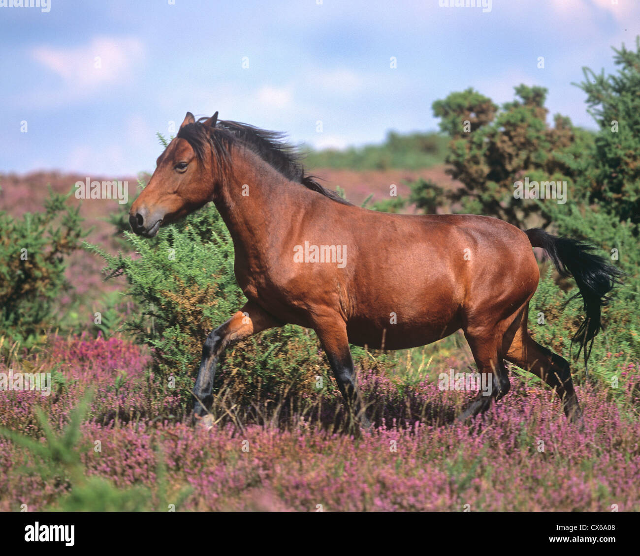 New Forest Pony Stock Photo - Alamy