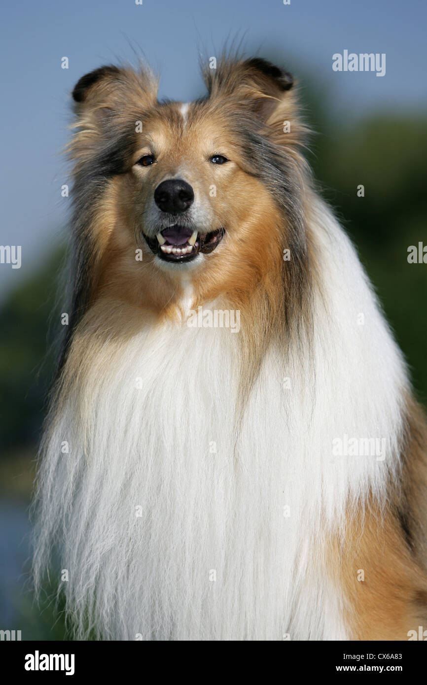 Sable rough collie hi-res stock photography and images - Alamy