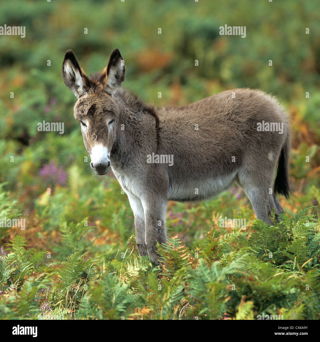Domestic Donkey (Equus asinus asinus Stock Photo - Alamy