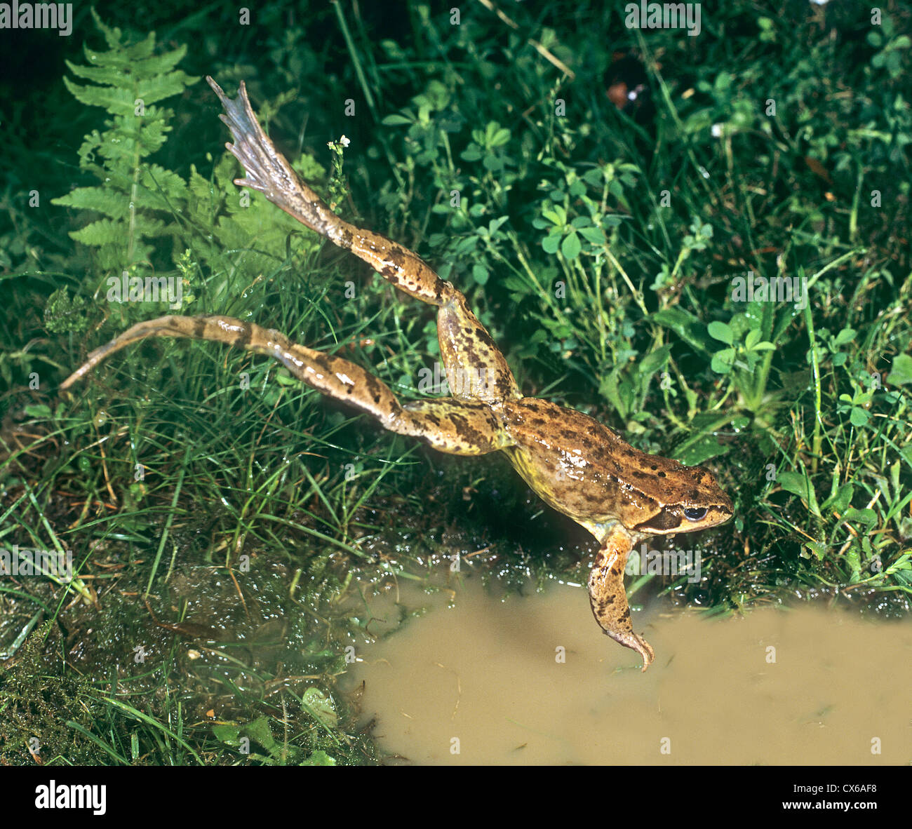 Frog Jumping Into Water