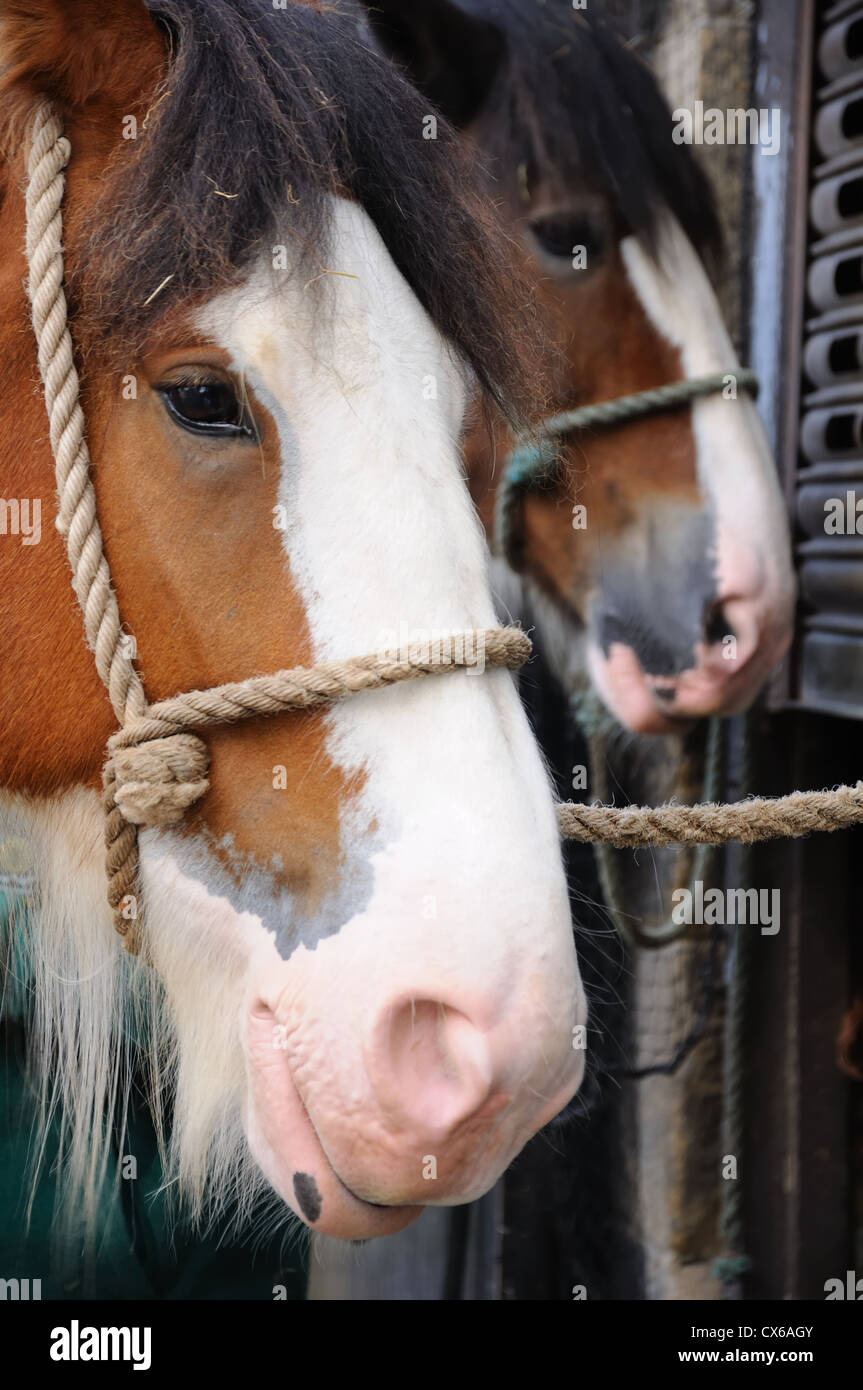 Clydesdale horse head hi-res stock photography and images - Alamy