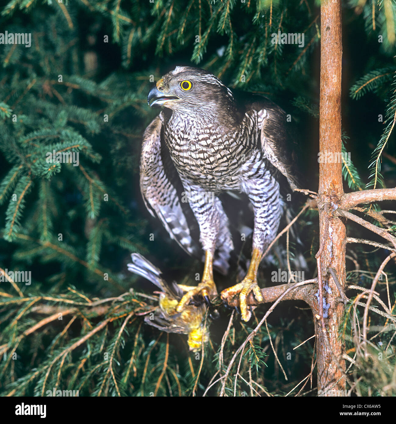 Goshawk (Accipiter gentilis) with a songbird in its talons Stock Photo ...