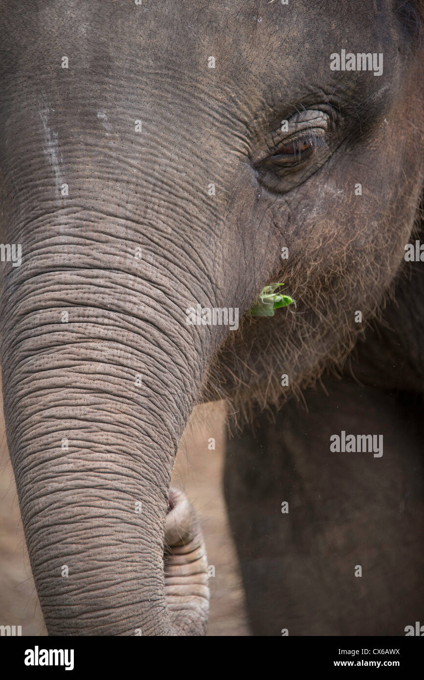 Elephant on Koh Chang ("Elephant Island"), Thailand Stock Photo - Alamy