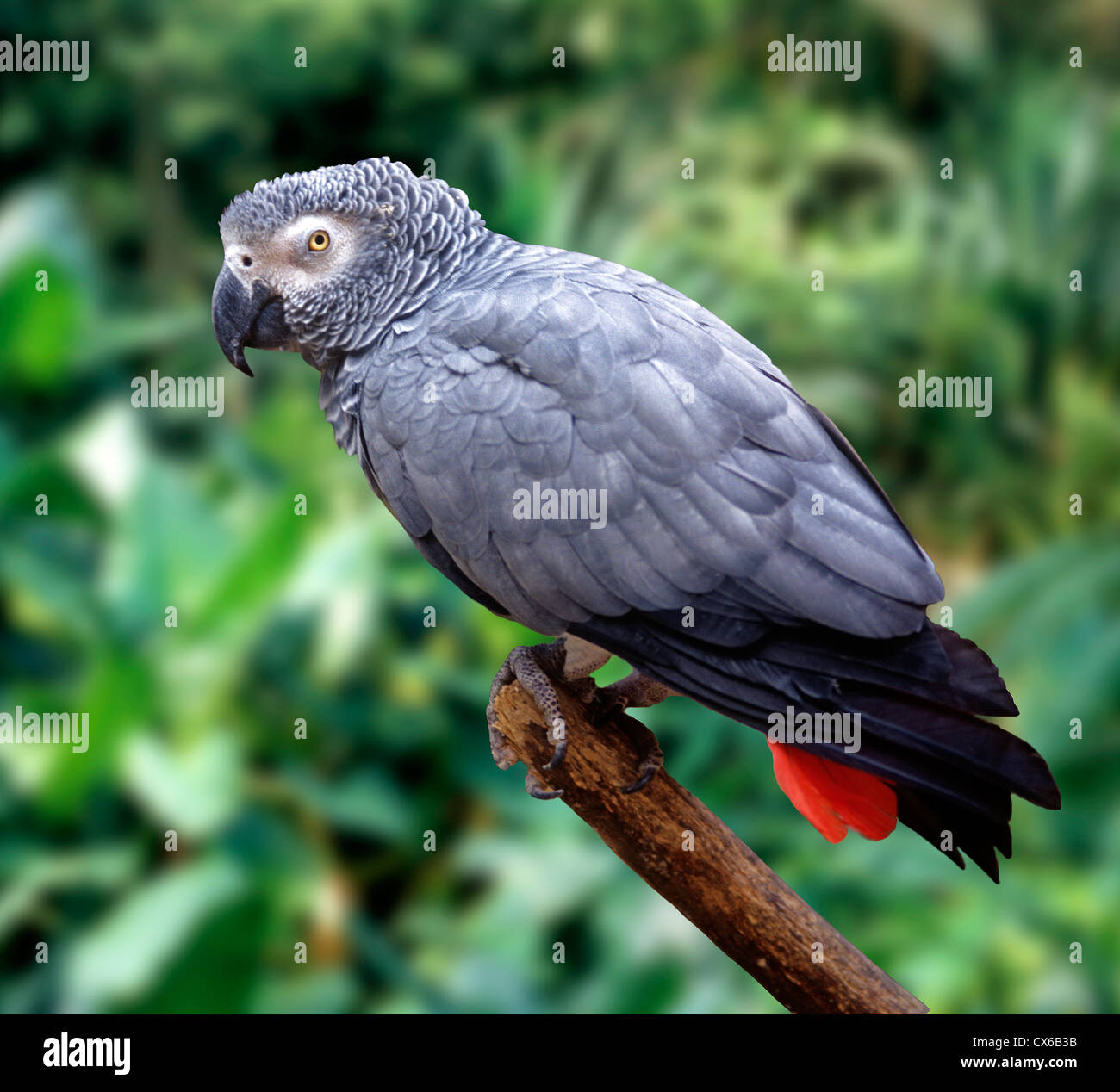 African Grey Parrot (Psittacus erithacus Stock Photo - Alamy