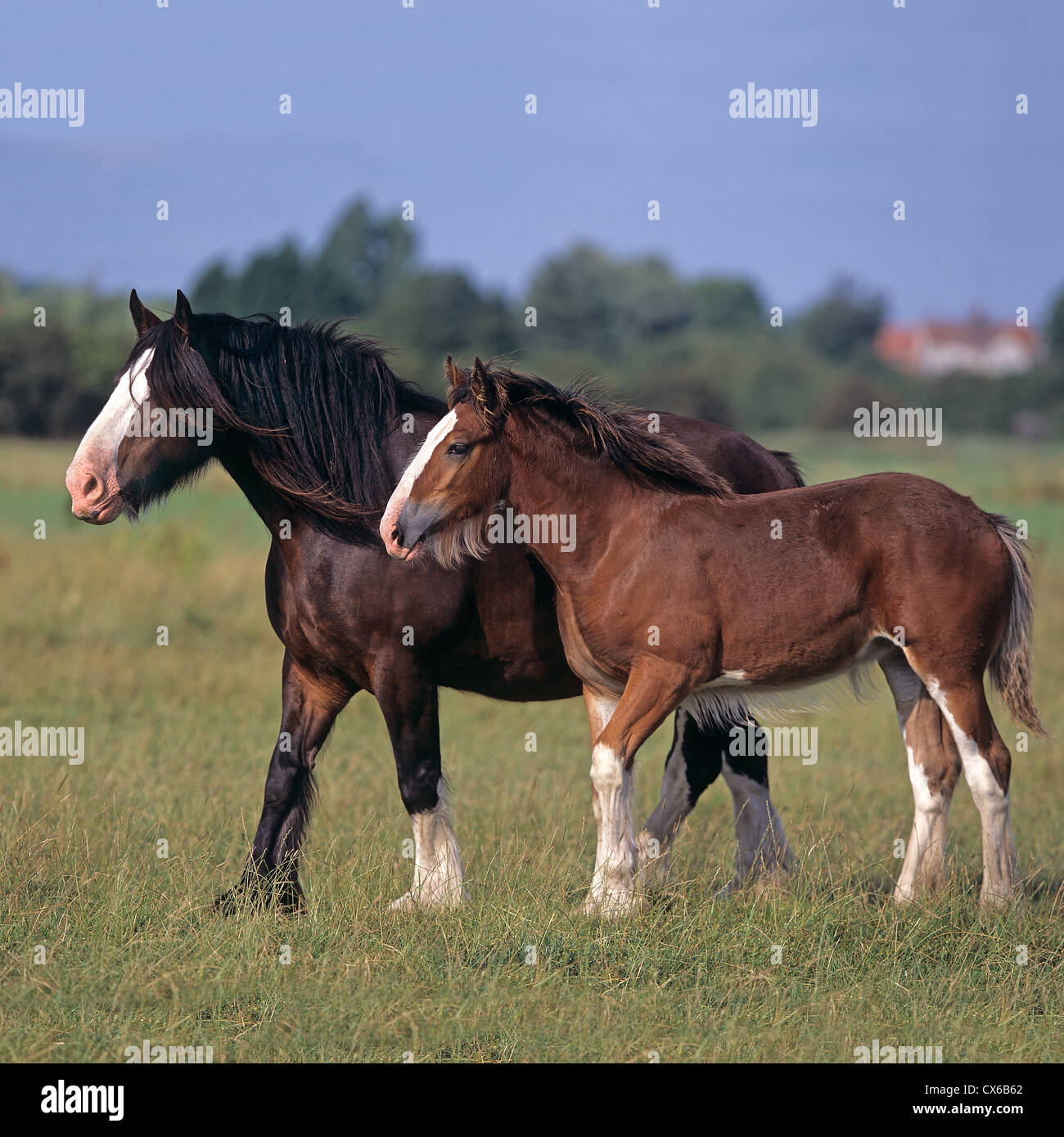 Equidae shire horse hi-res stock photography and images - Alamy