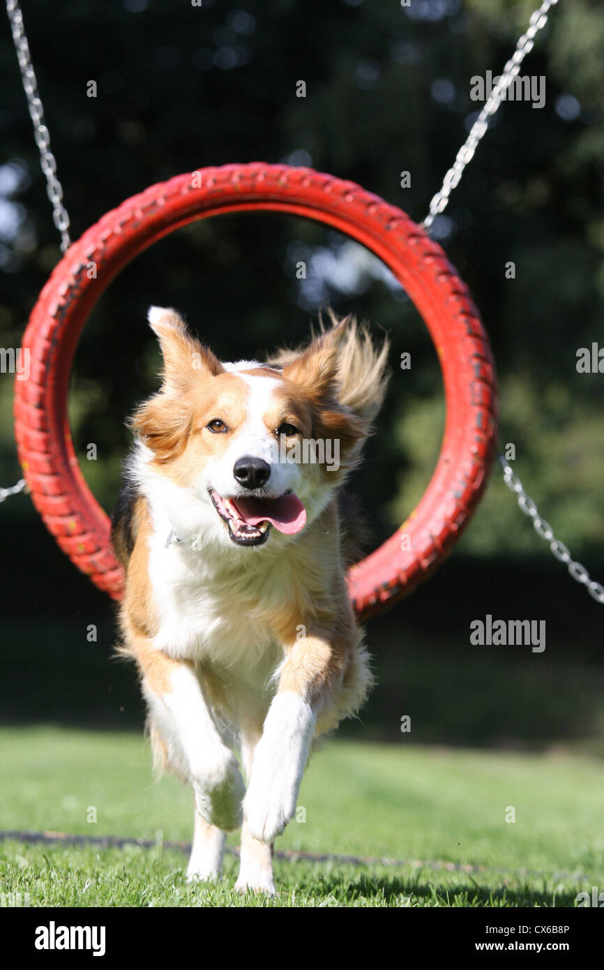 Border Collie-Mix (Canis lupus familiaris) running in an obstacle ...