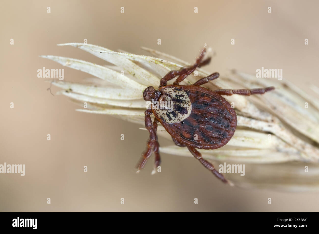 Ixodidae hi-res stock photography and images - Alamy