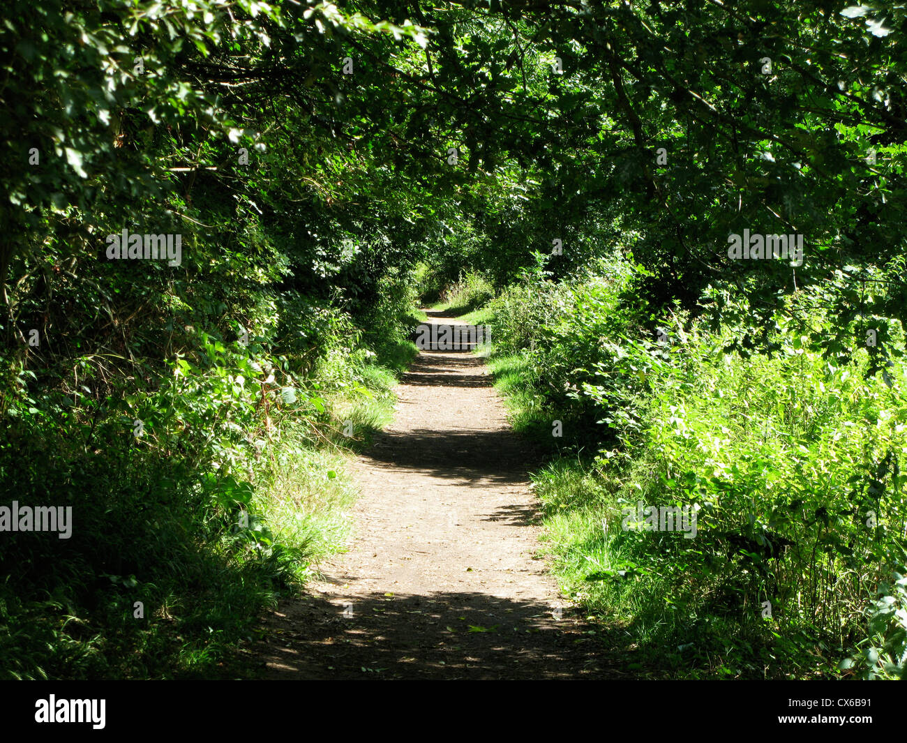 Narrow path, track through trees, sun and shade, walkway Stock Photo ...