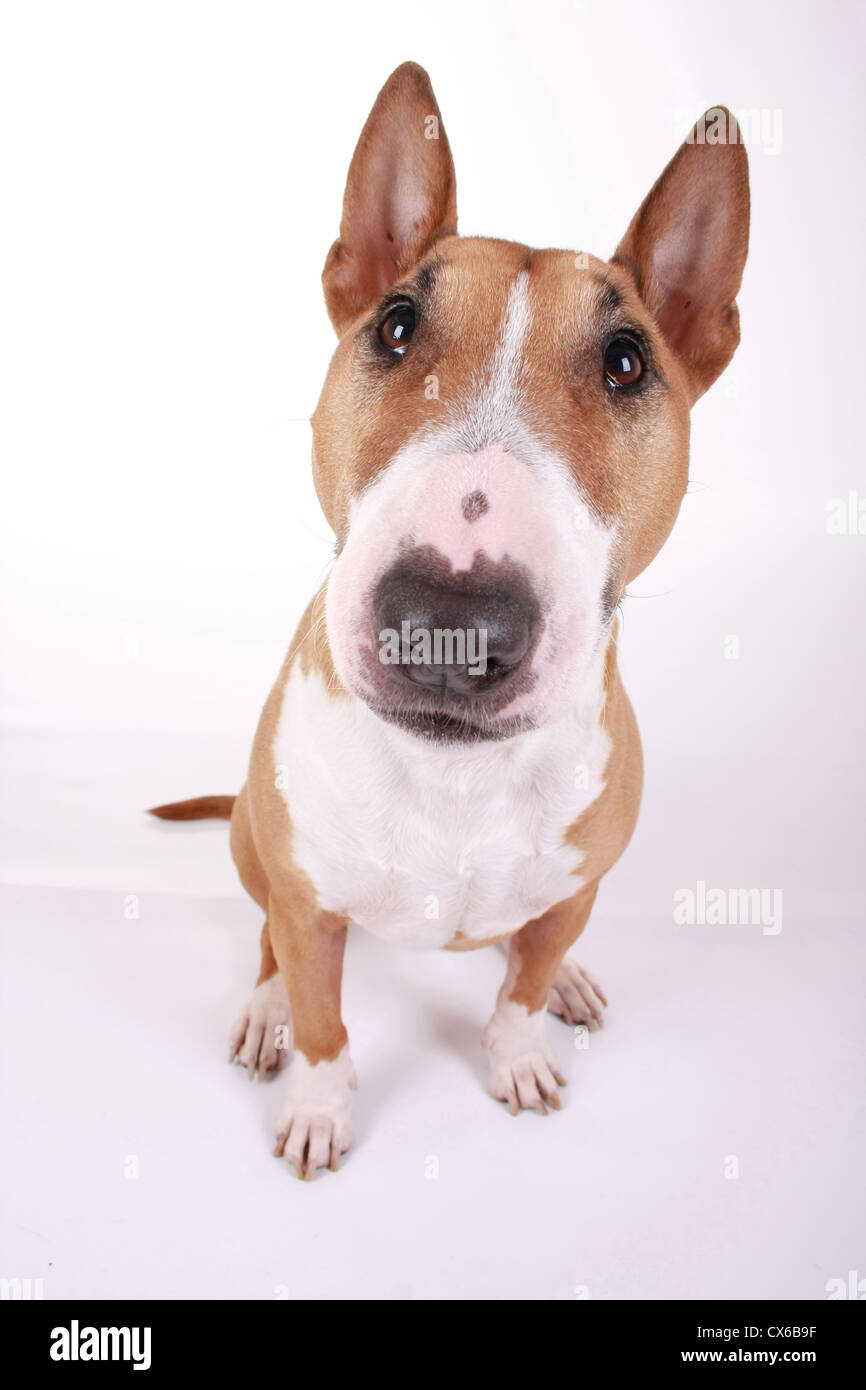 Miniature Bull Terrier (Canis lupus familiaris), adult sitting Stock ...