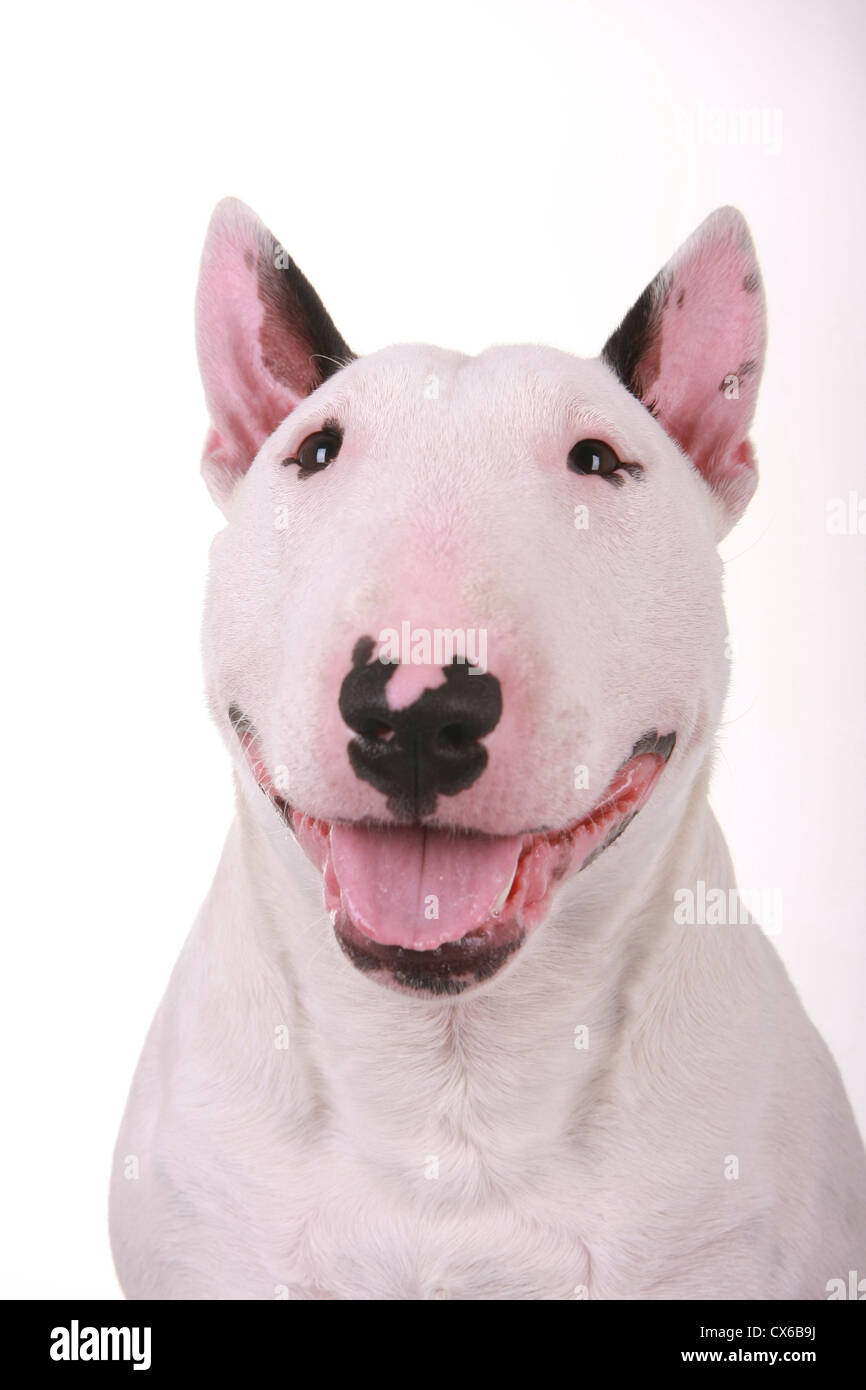 Miniature Bull Terrier (Canis lupus familiaris), portrait of adult ...