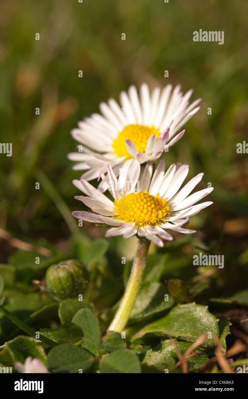 The common white daisy, Bellis perennis, gardeners worst enemy a couple ...