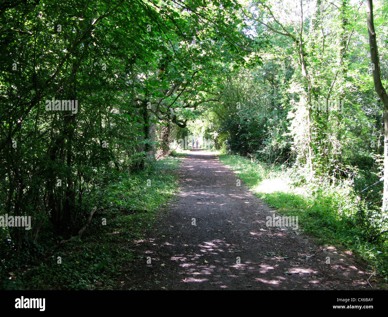 Two people in distance on path in wood Stock Photo - Alamy
