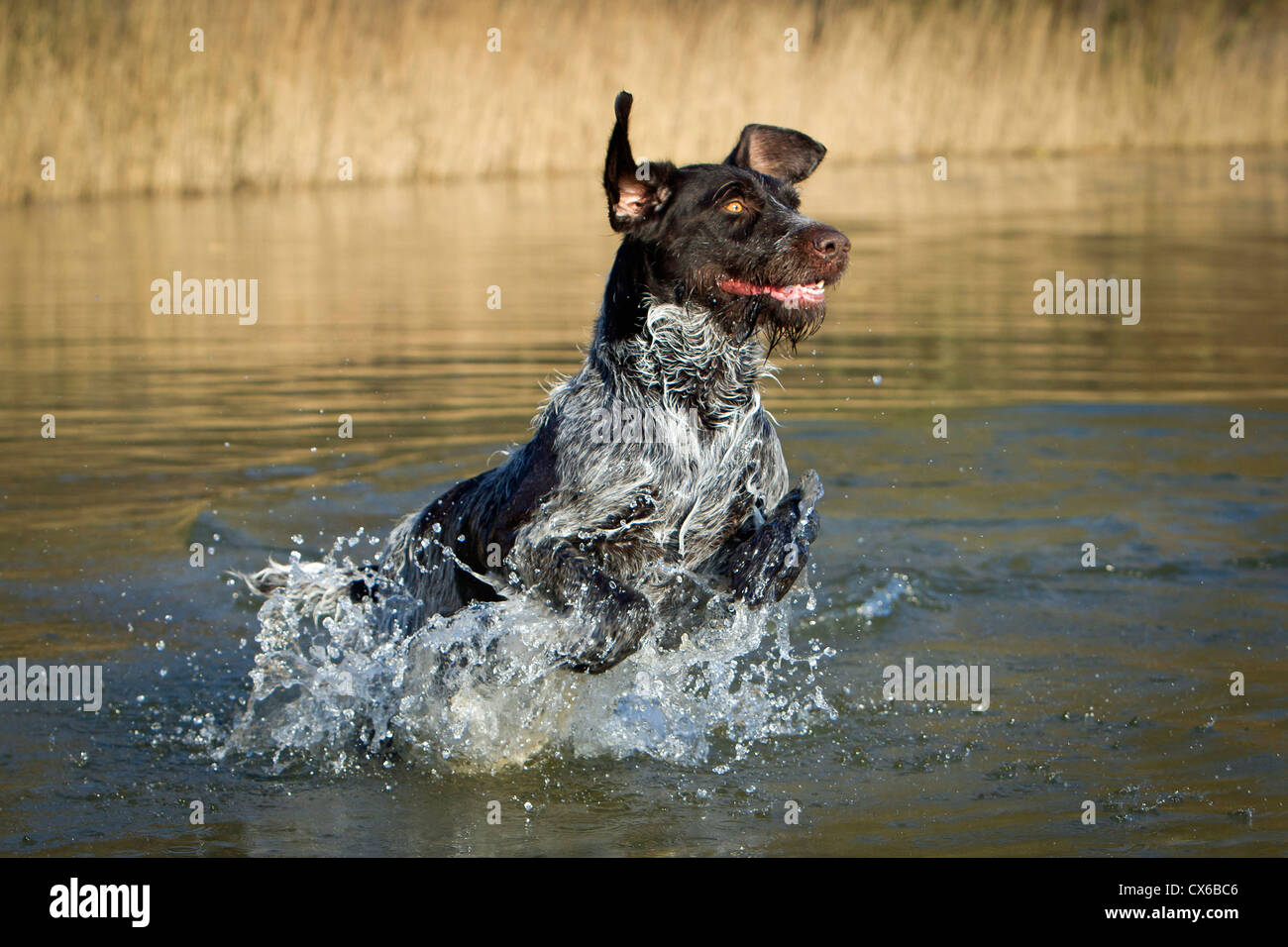 German Wirehaired Pointer running in shallow water Stock Photo - Alamy