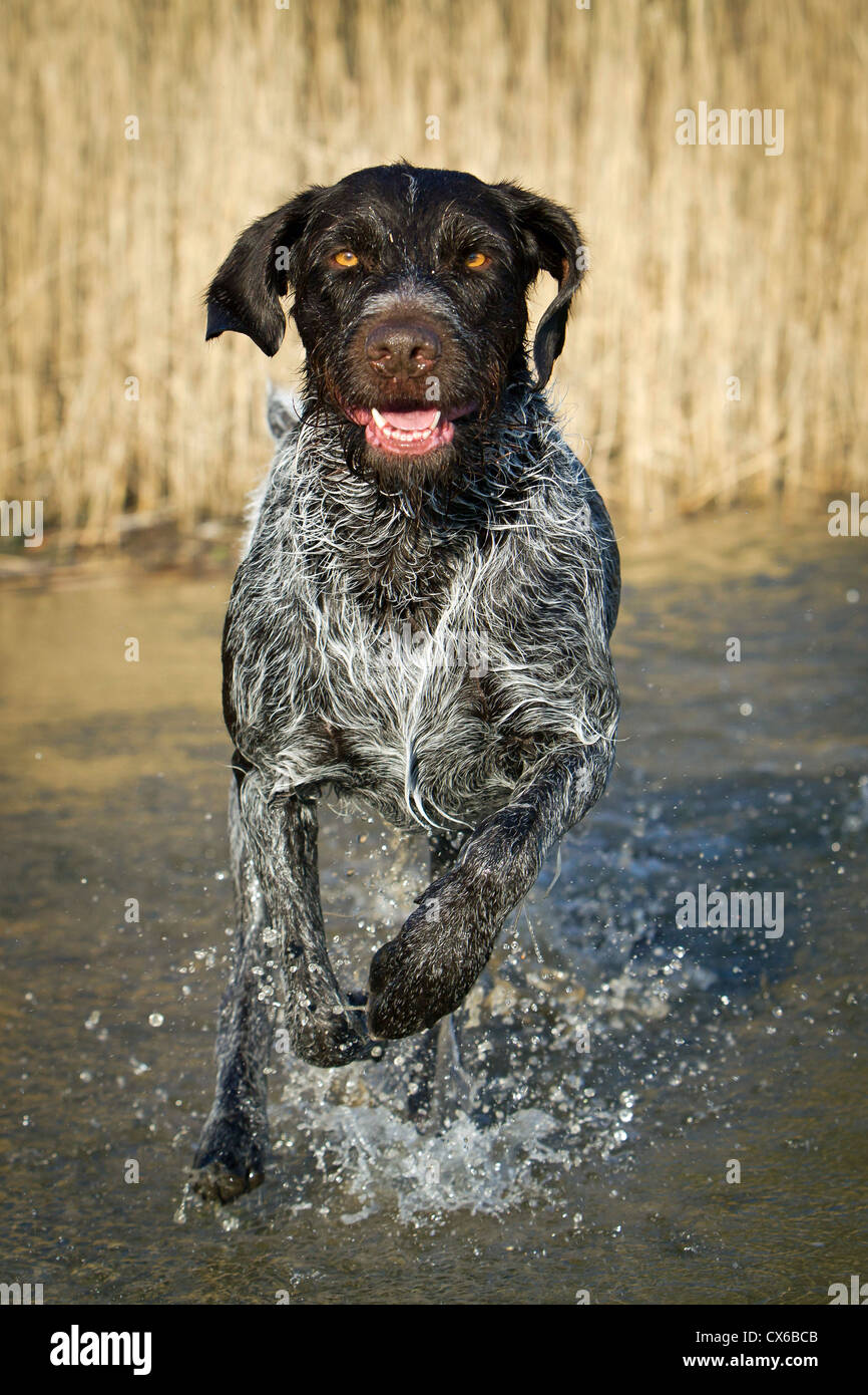 German Wirehaired Pointer running in shallow water Stock Photo - Alamy
