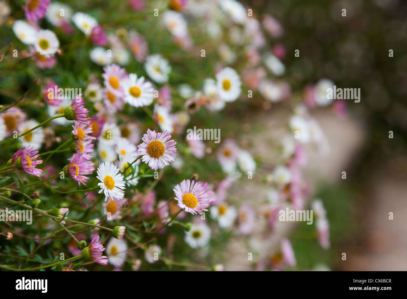 Pink and white Mexican daises growing in a wall Stock Photo - Alamy