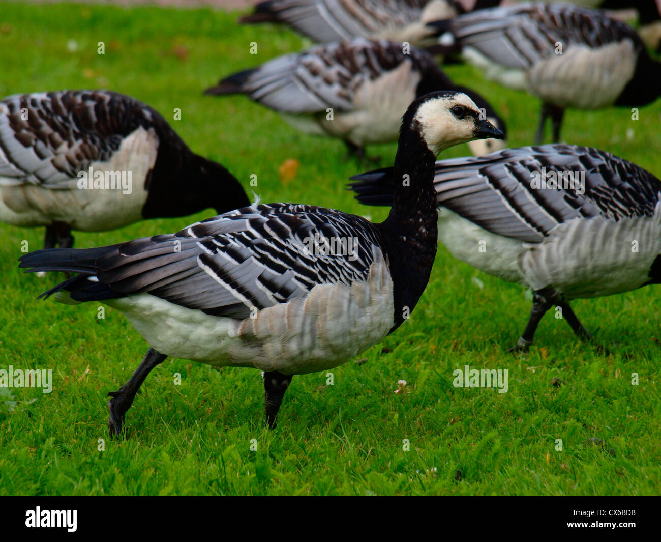 Barnacle Geese grazing Stock Photo - Alamy