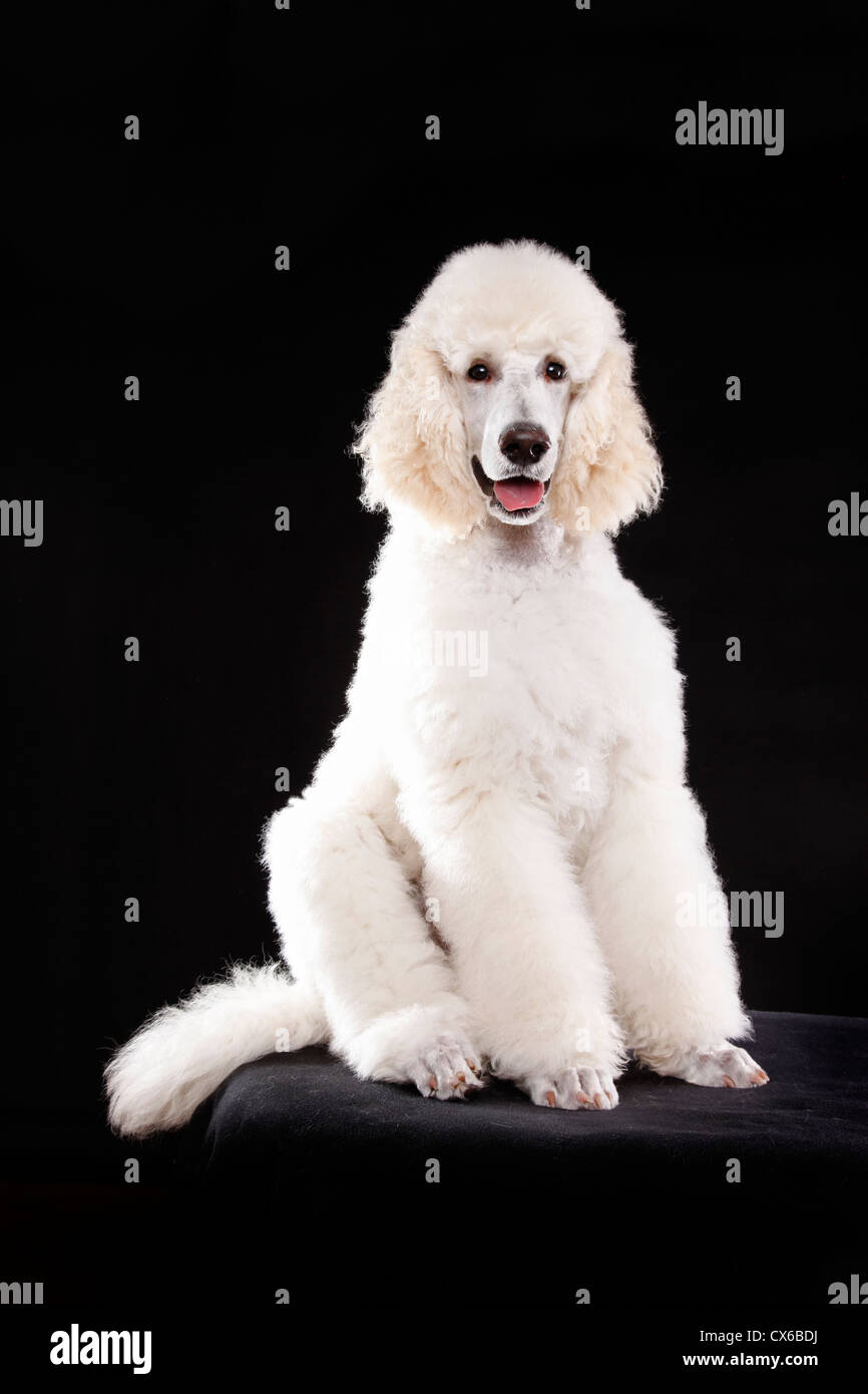 sitting standard poodle Stock Photo - Alamy