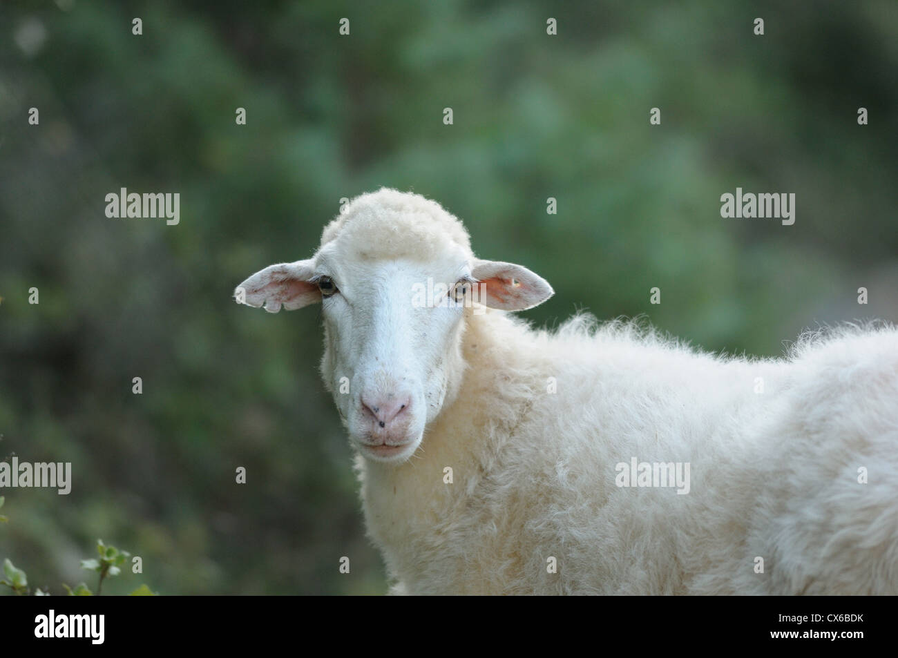 One white sheeps hi-res stock photography and images - Alamy