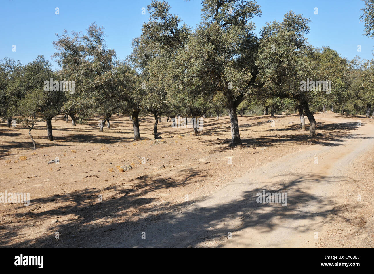 Dry, parched landscape with Encina oak trees Stock Photo - Alamy