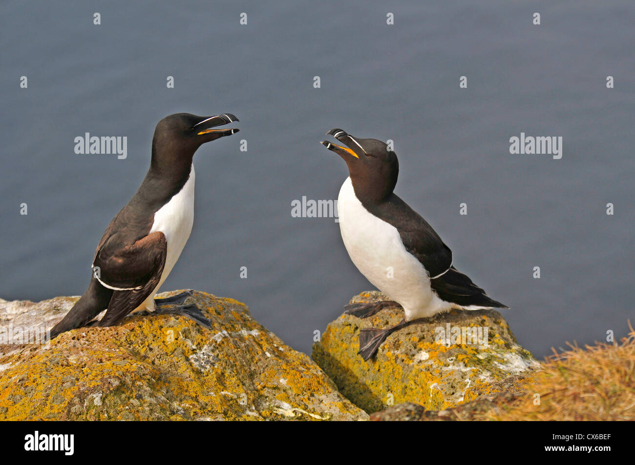 Female razorbill hi-res stock photography and images - Alamy