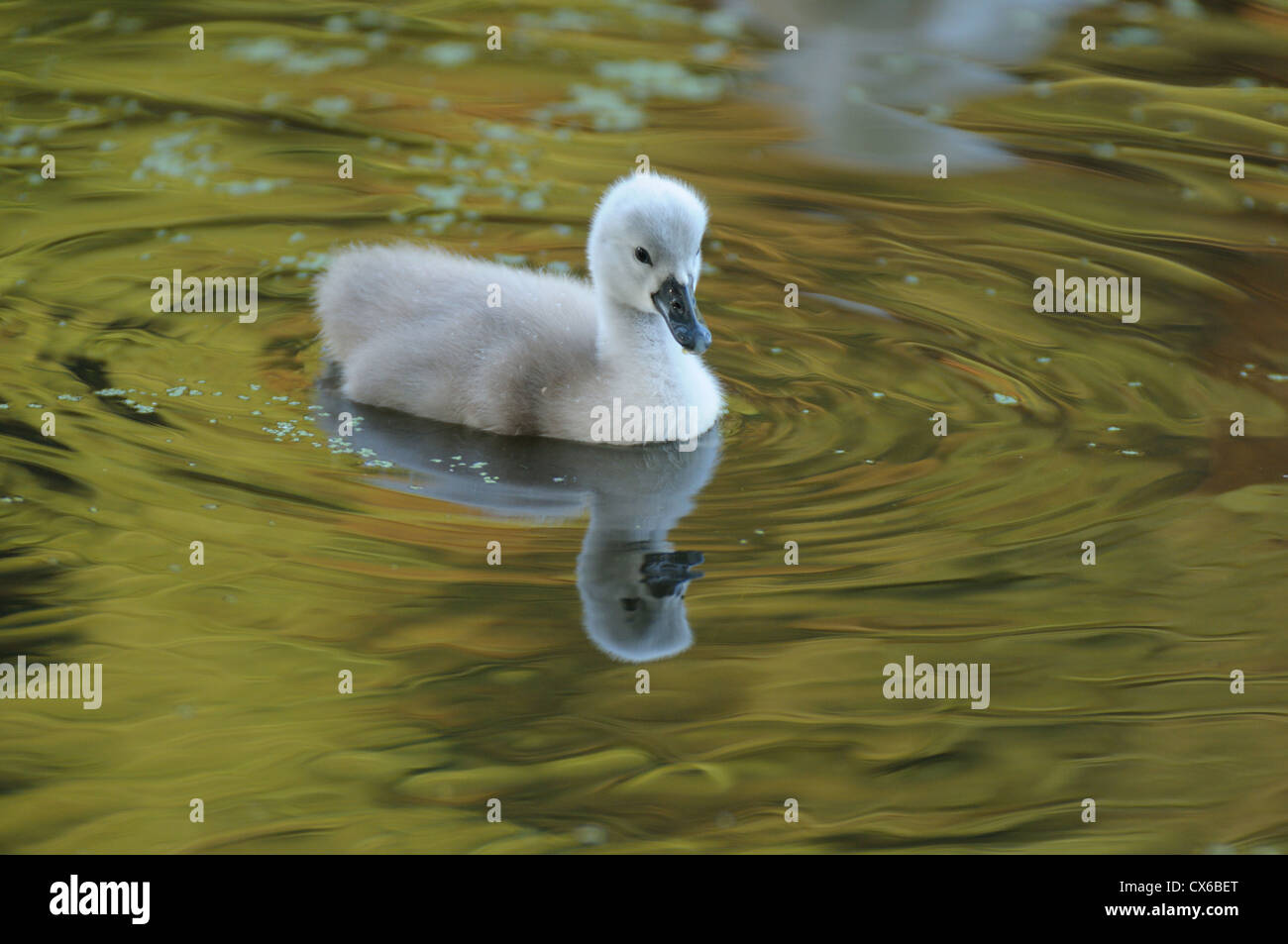 Fledgling swan hi-res stock photography and images - Alamy