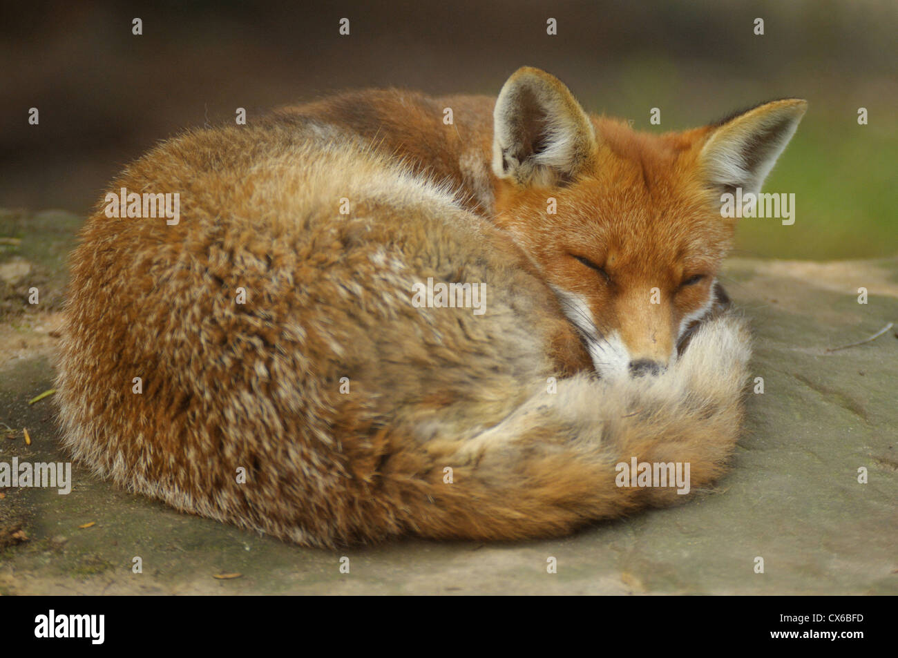 Fox behavior hi-res stock photography and images - Alamy