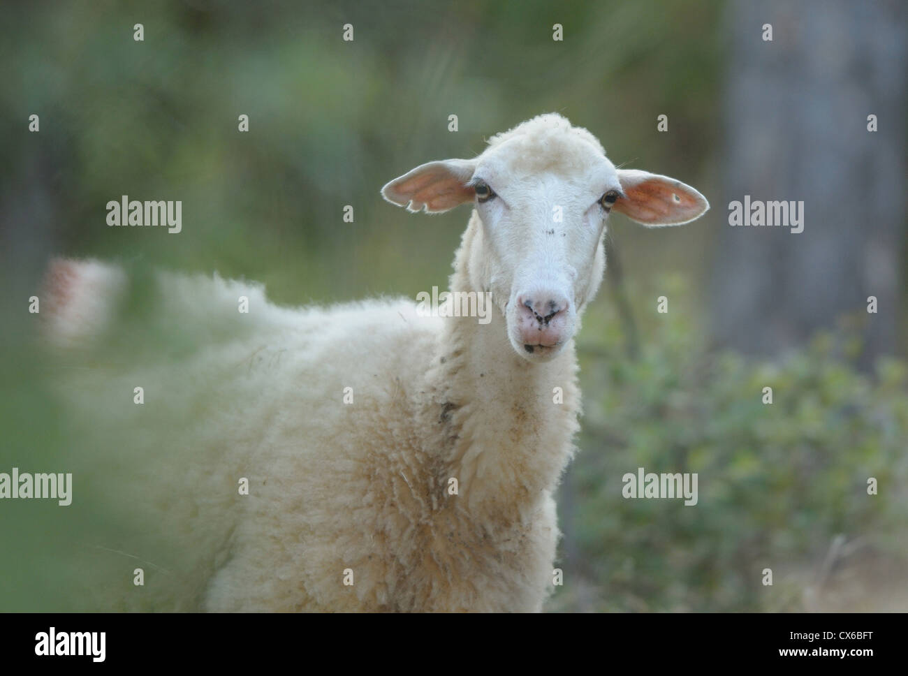 Side view head eye sheep hi-res stock photography and images - Alamy